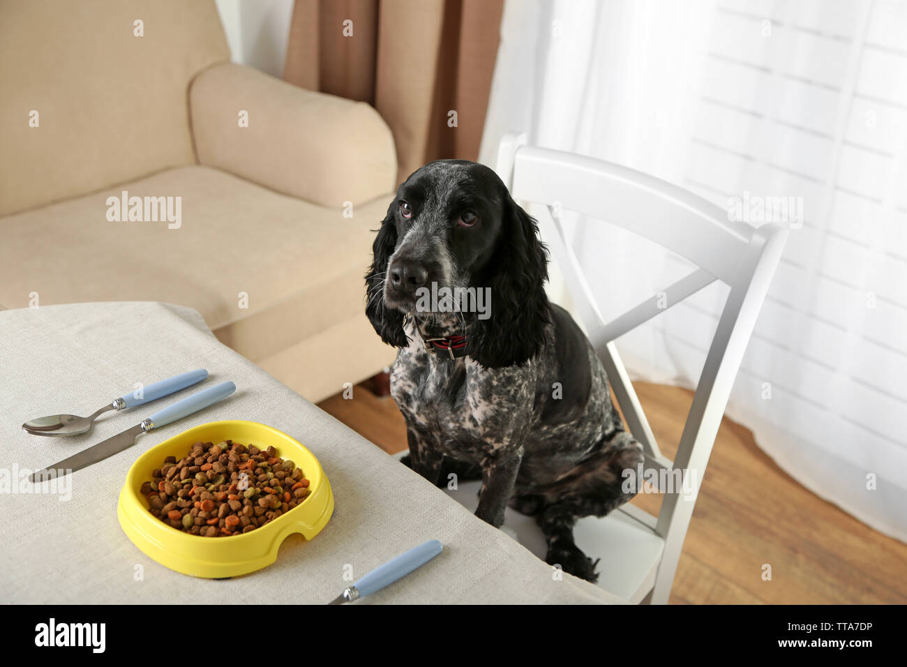 Dog looking at plate of kibbles on dining table Stock Photo - Alamy