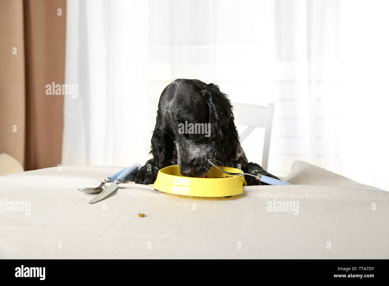 Dog looking at plate of kibbles on dining table Stock Photo - Alamy