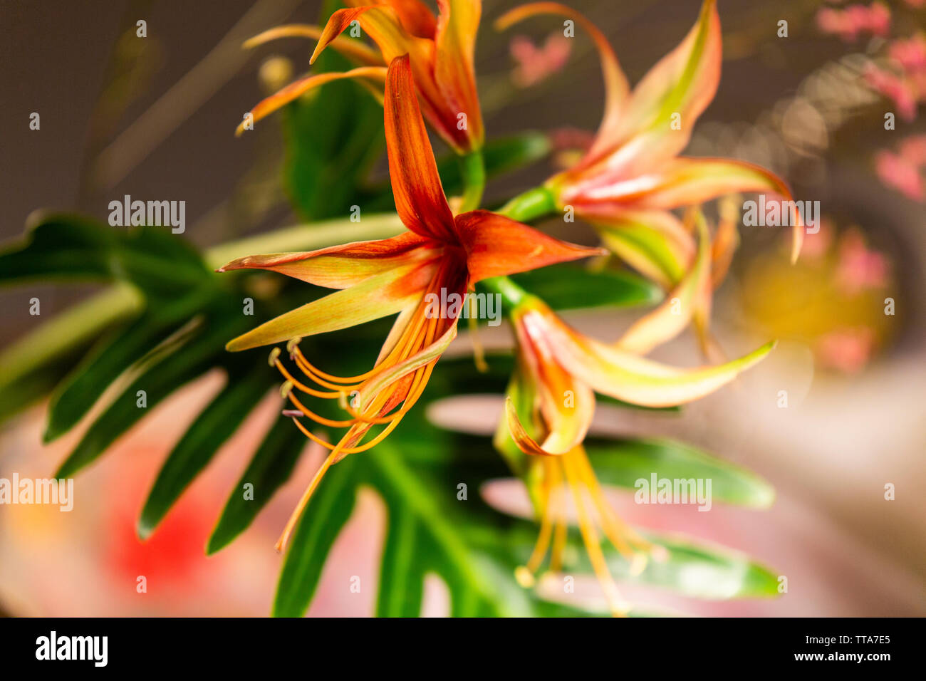 Autumn and Winter Themed Flower Arrangement Stock Photo - Alamy
