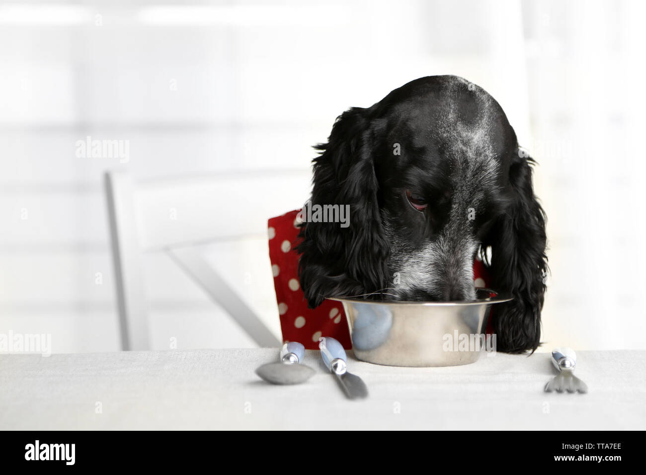 Dog looking at plate of kibbles on dining table Stock Photo - Alamy