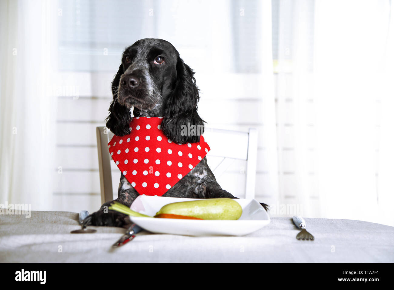 Dog looking at plate of fresh vegetables on dining table Stock Photo ...