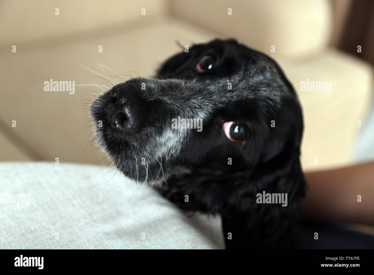 Cute puppy dog dining hi-res stock photography and images - Alamy