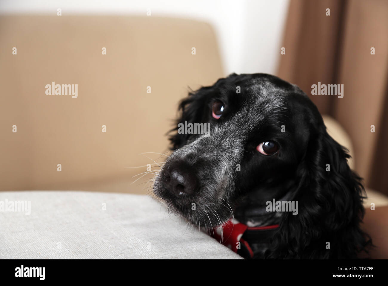 Cute puppy dog dining hi-res stock photography and images - Alamy