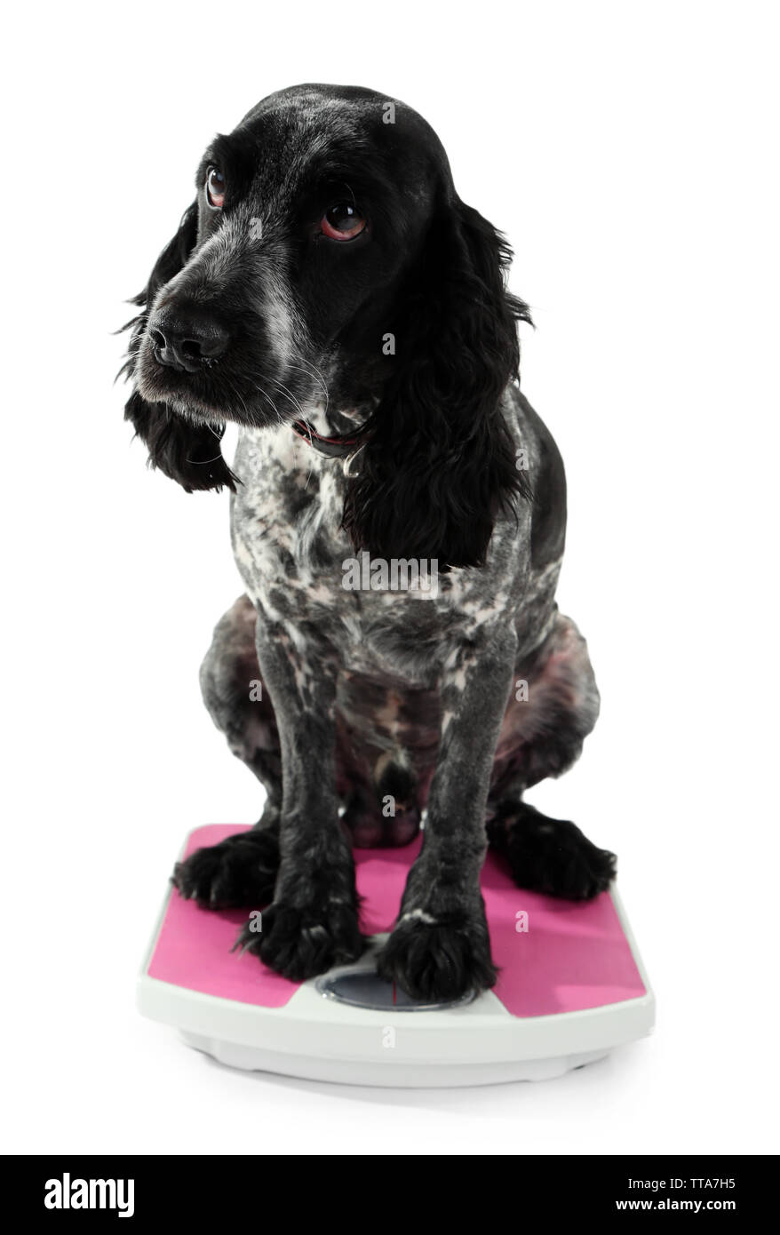 Fat dog scale hi-res stock photography and images - Alamy