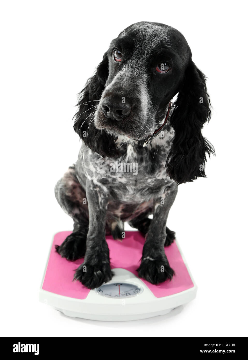 Dog on scale, isolated on white Stock Photo - Alamy