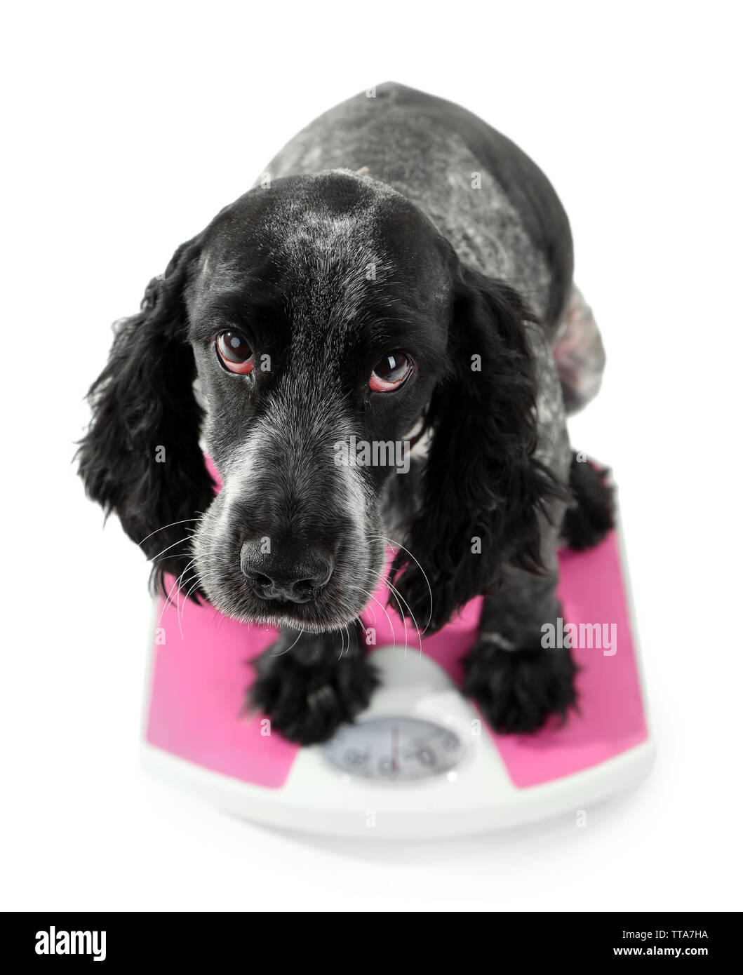Dog on scale, isolated on white Stock Photo - Alamy
