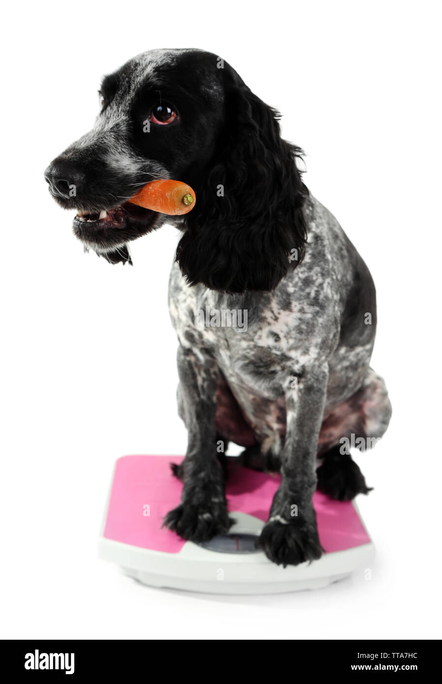 Fat dog scale hi-res stock photography and images - Alamy