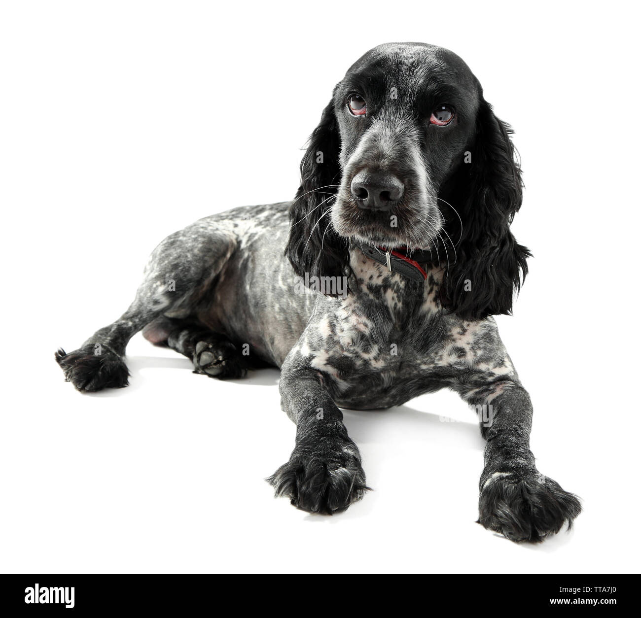Russian spaniel isolated on white Stock Photo - Alamy