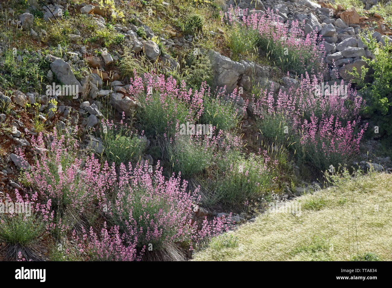 Long flowered hi-res stock photography and images - Alamy