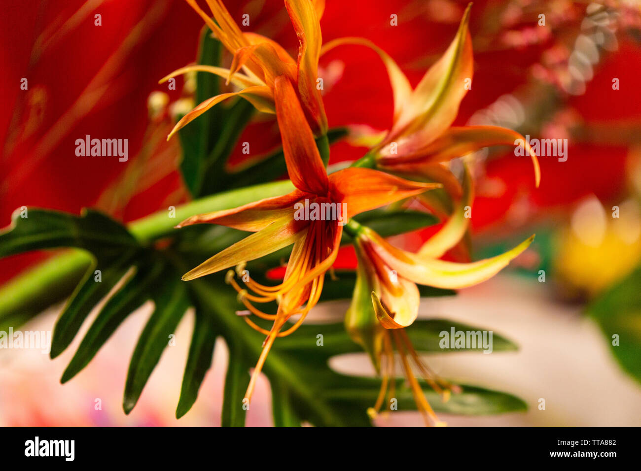 Autumn and Winter Themed Flower Arrangement Stock Photo - Alamy