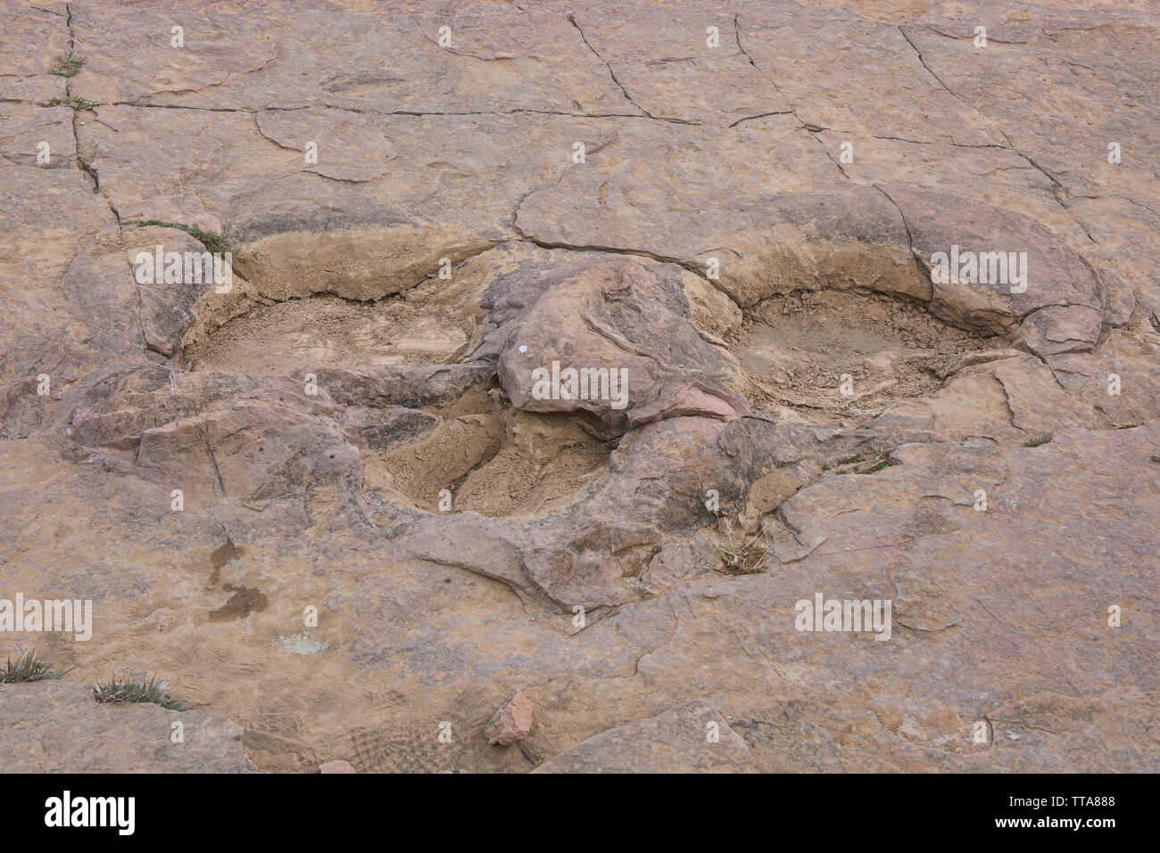 Cretaceous world dinosaurs hi-res stock photography and images - Alamy