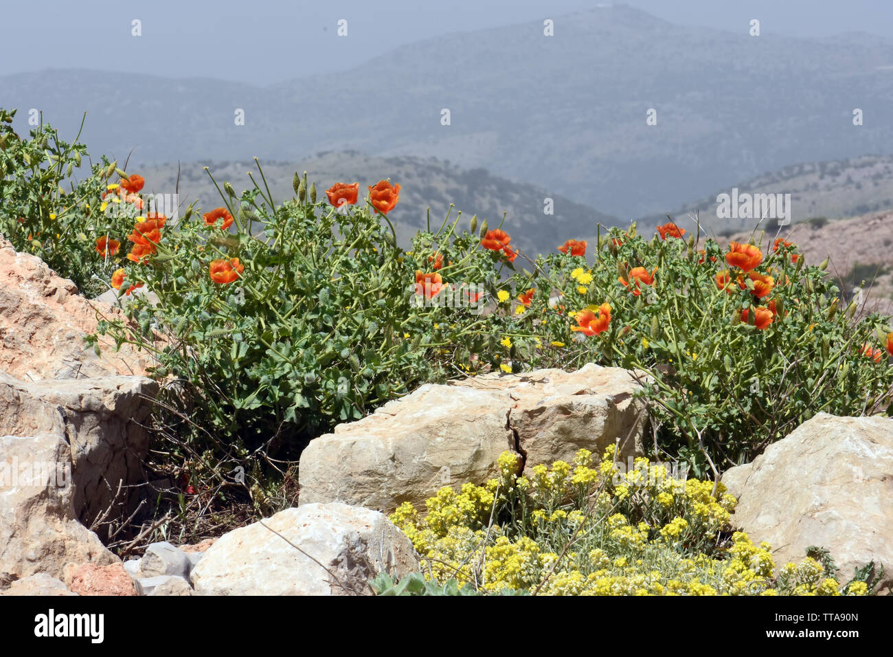 Field poppy mountain hi-res stock photography and images - Alamy