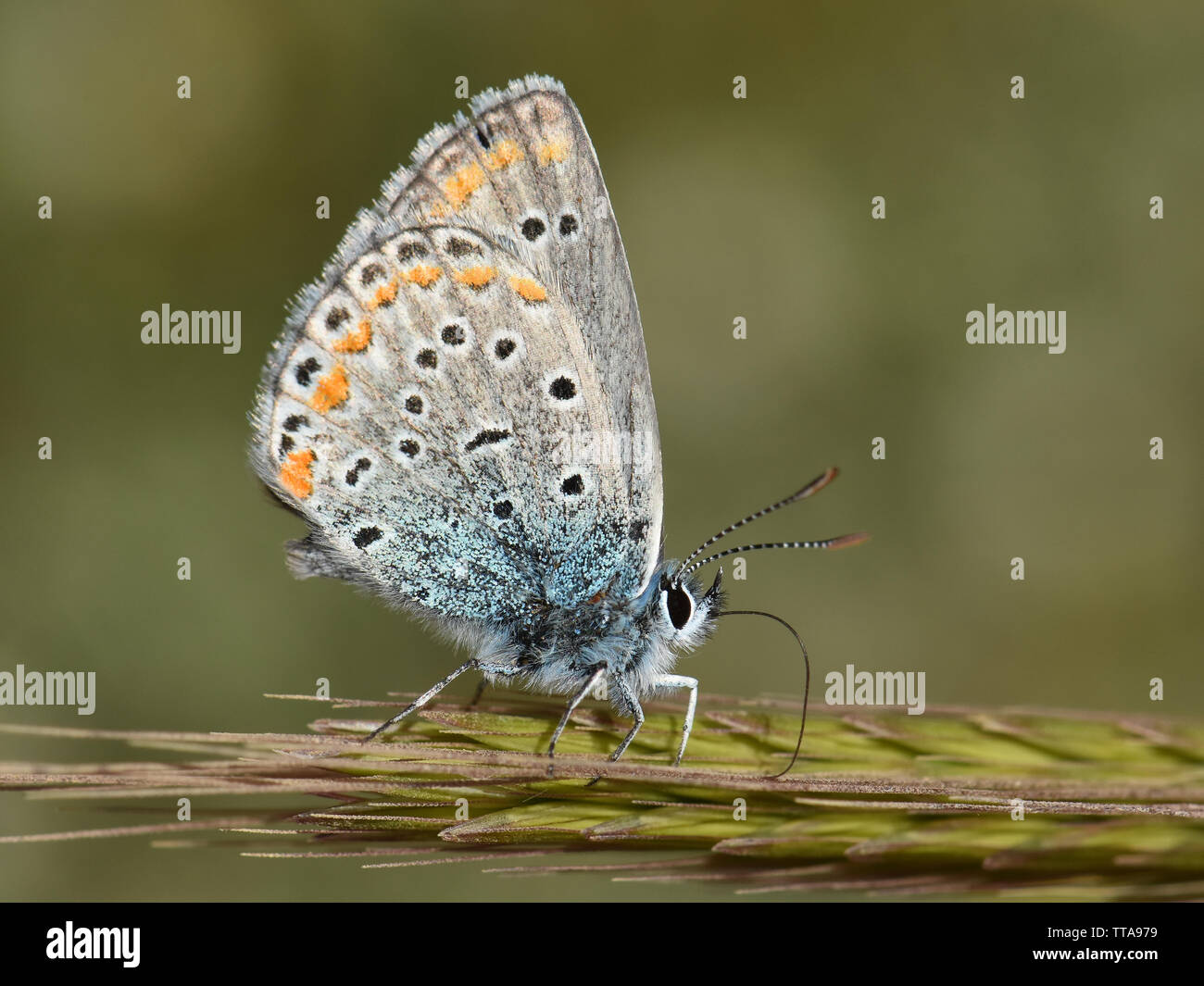 Zephyr blue, Plebejus pylaon cleopatra Stock Photo - Alamy