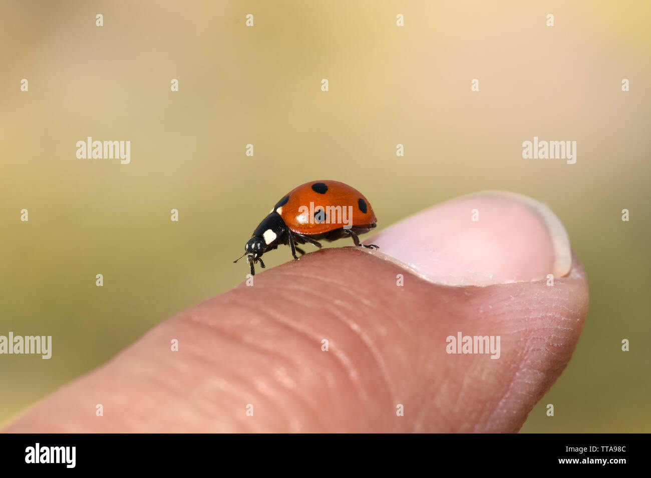 Ladybird finger hi-res stock photography and images - Alamy