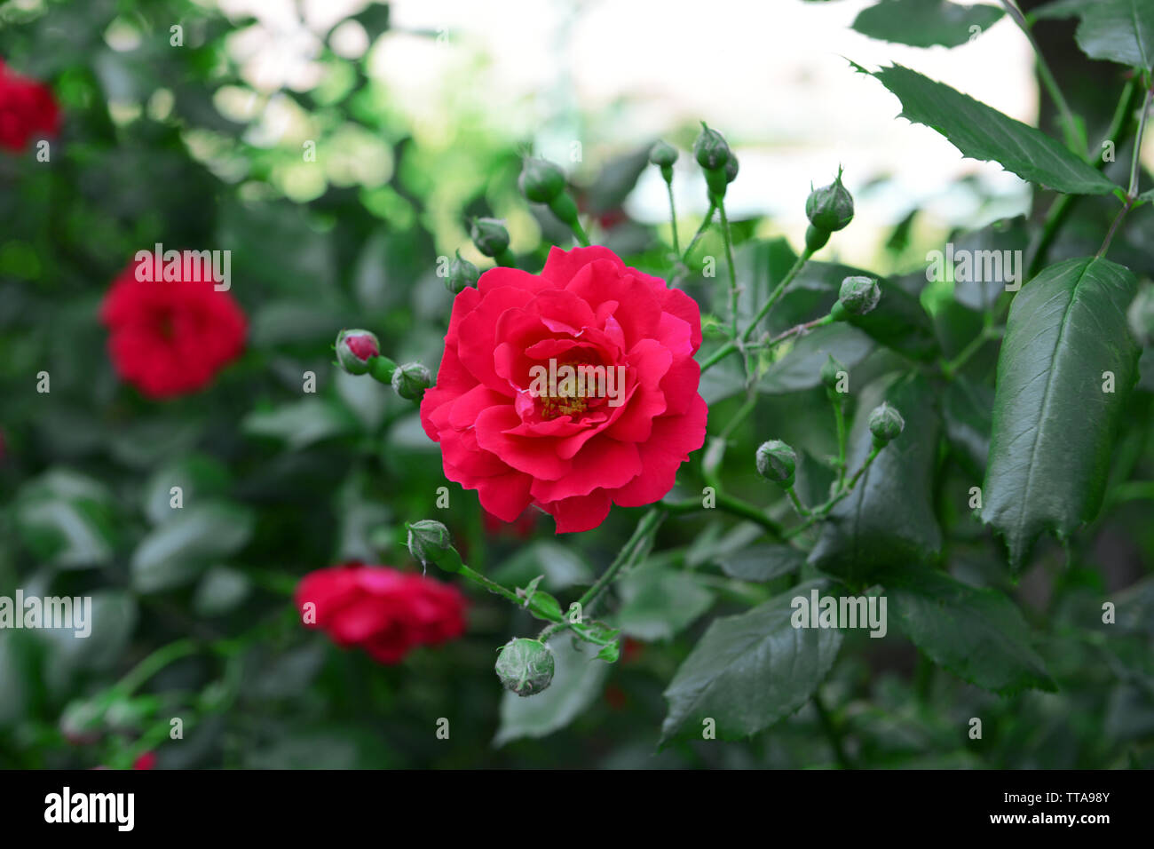Beautiful roses growing in garden Stock Photo - Alamy