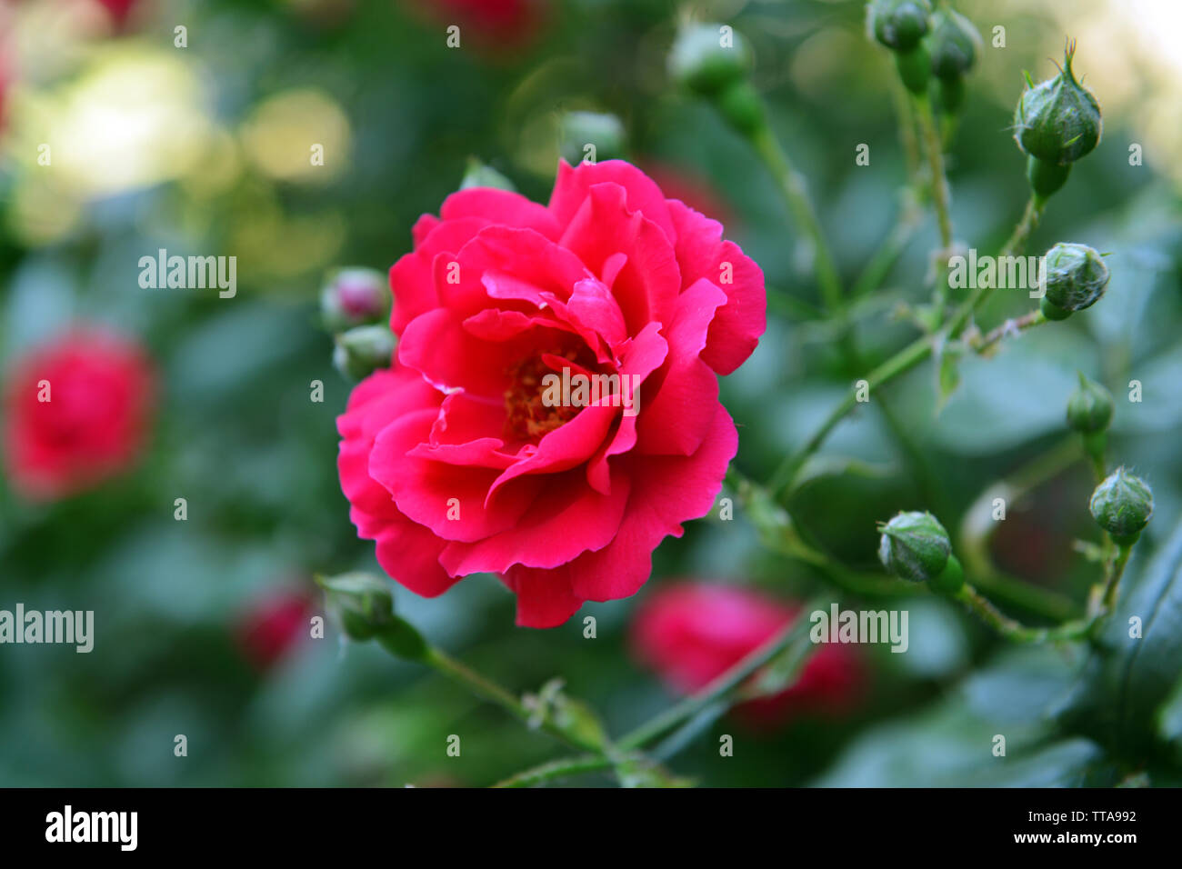 Beautiful roses growing in garden Stock Photo - Alamy