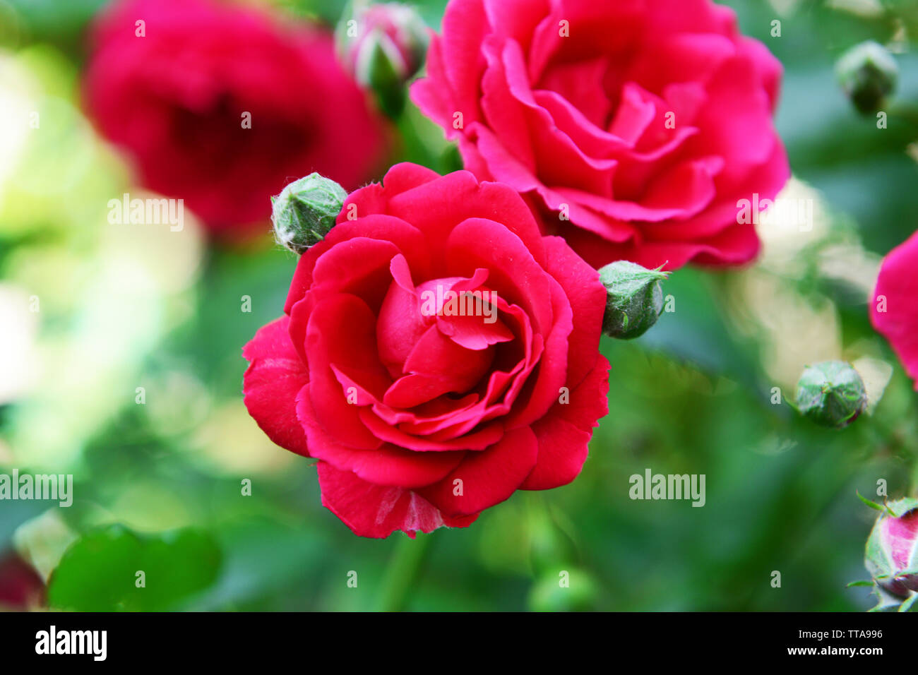 Beautiful roses growing in garden hi-res stock photography and images ...