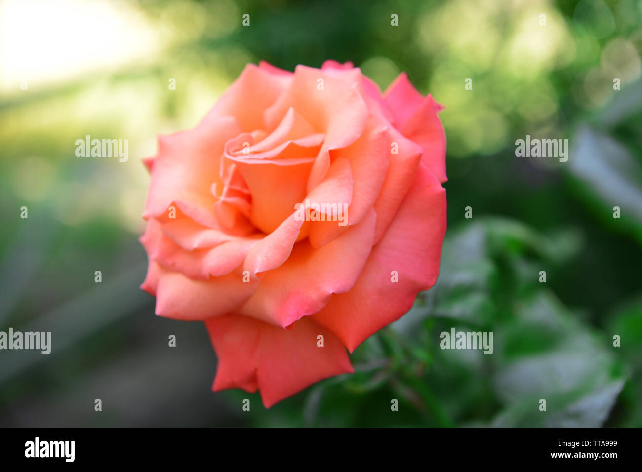 Beautiful rose growing in garden Stock Photo - Alamy
