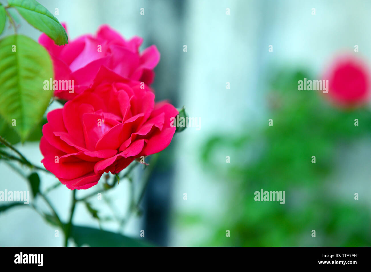 Beautiful roses growing in garden Stock Photo - Alamy