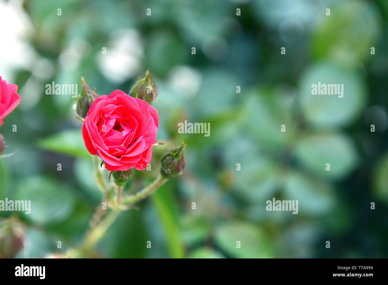 Beautiful rose growing in garden Stock Photo - Alamy