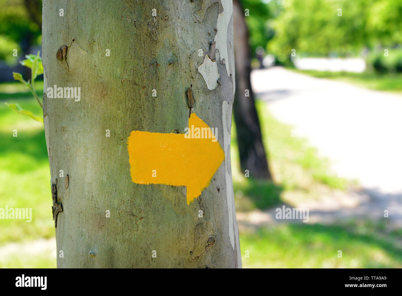 Painted arrow sign on tree trunk hi-res stock photography and images ...
