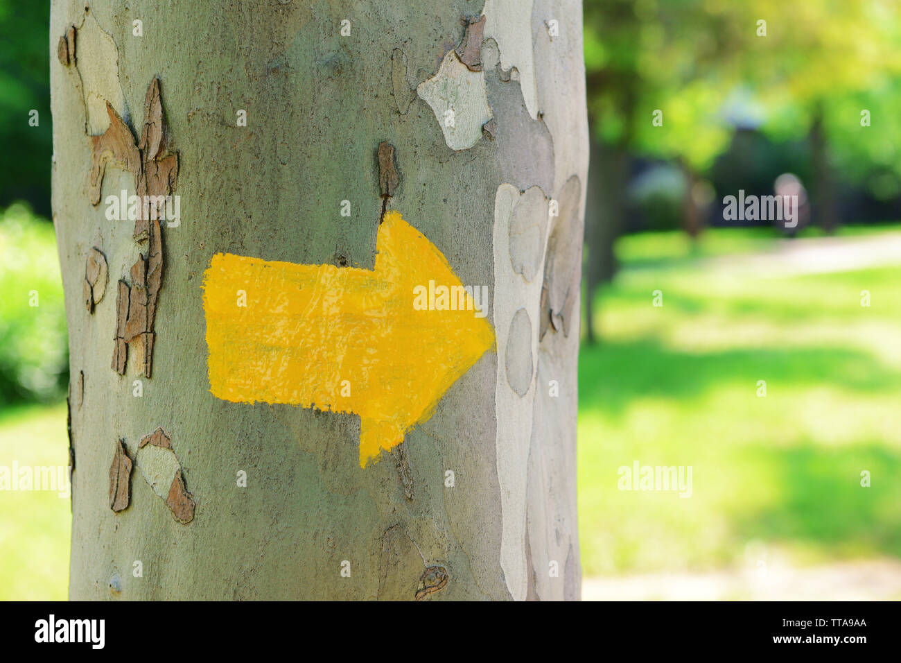 Painted arrow sign on tree trunk hi-res stock photography and images ...