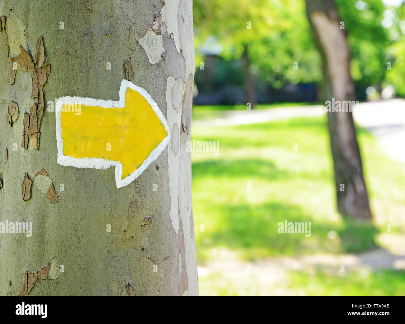 Painted arrow sign on tree trunk hi-res stock photography and images ...