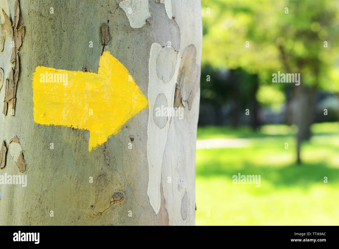 Painted arrow sign on tree trunk hi-res stock photography and images ...
