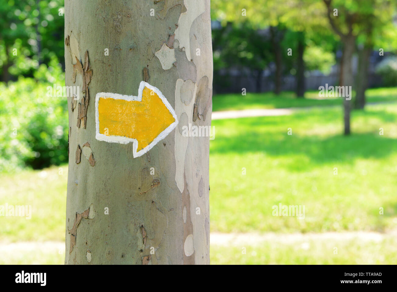 Painted arrow sign on tree trunk hi-res stock photography and images ...