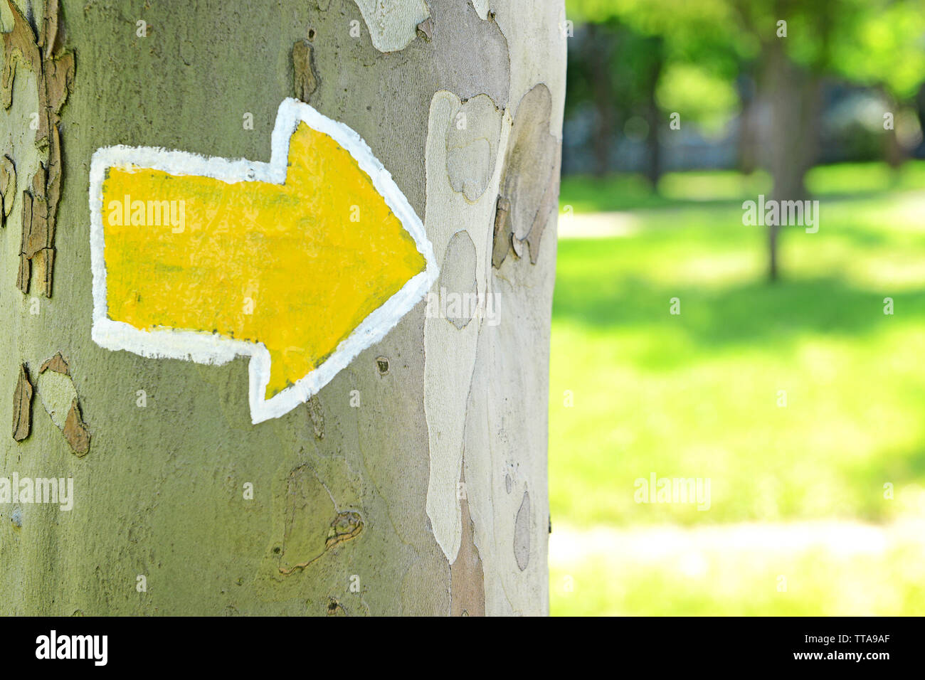 Painted arrow sign on tree trunk hi-res stock photography and images ...