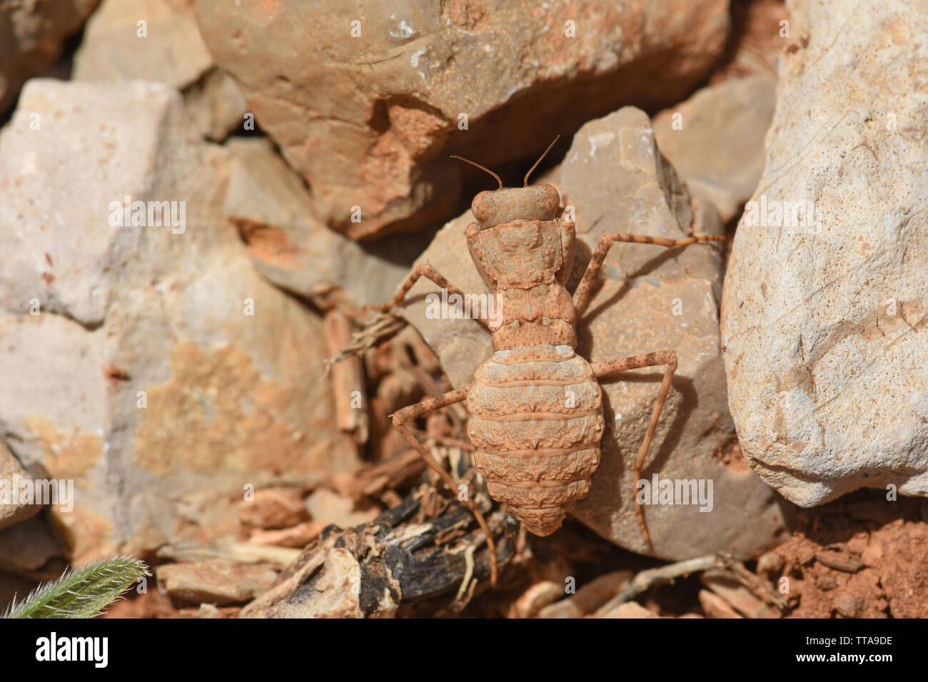 Desert mantis in the desert (Eremiaphila brunneri Stock Photo - Alamy