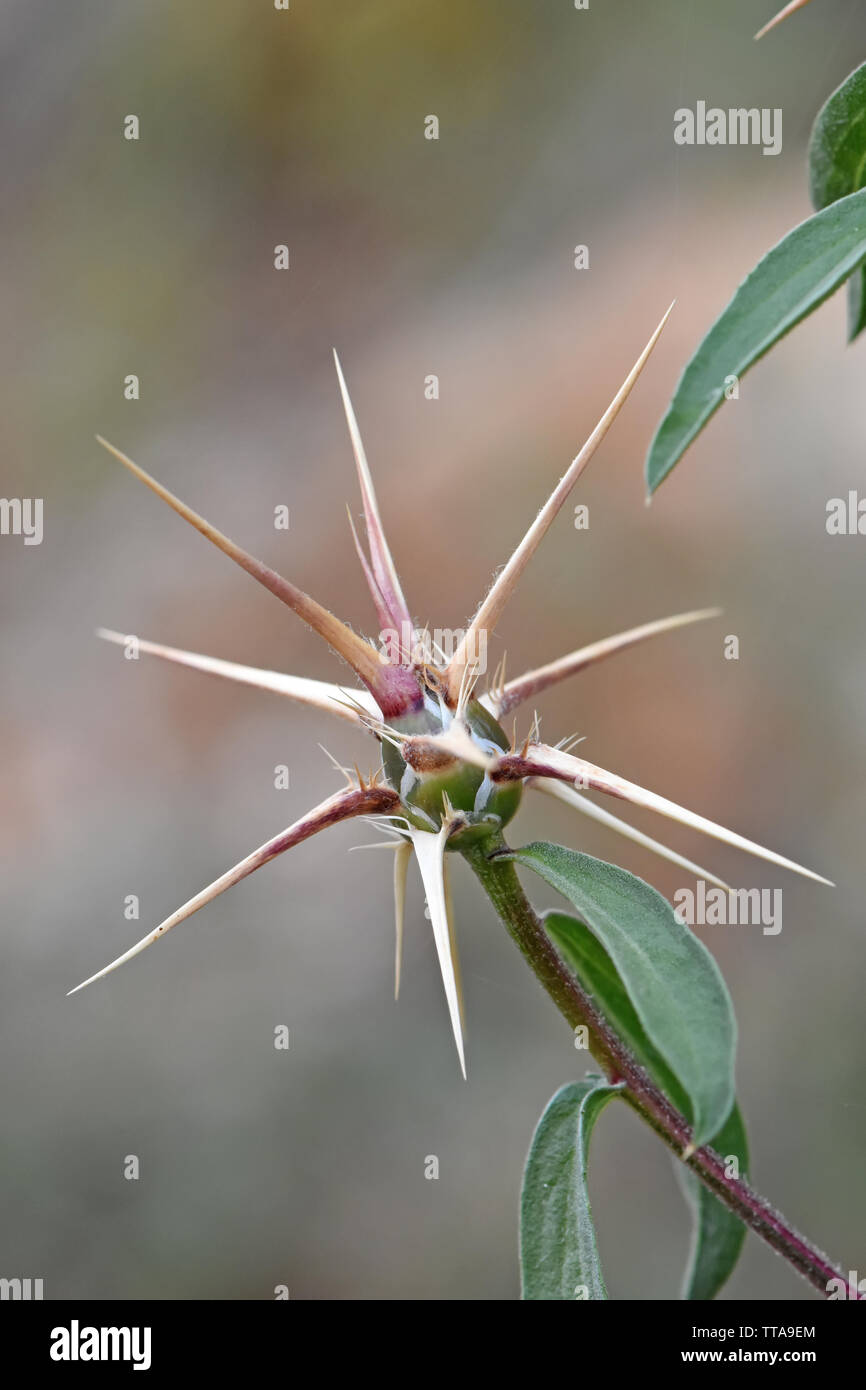 Sharp thorn head Stock Photo - Alamy