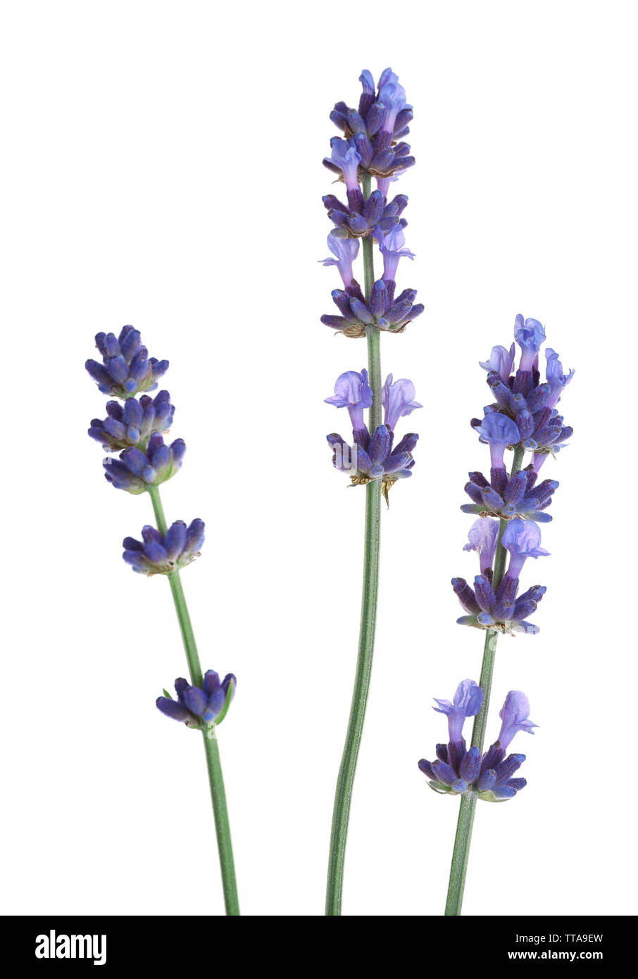Lavender flowers isolated on white Stock Photo - Alamy