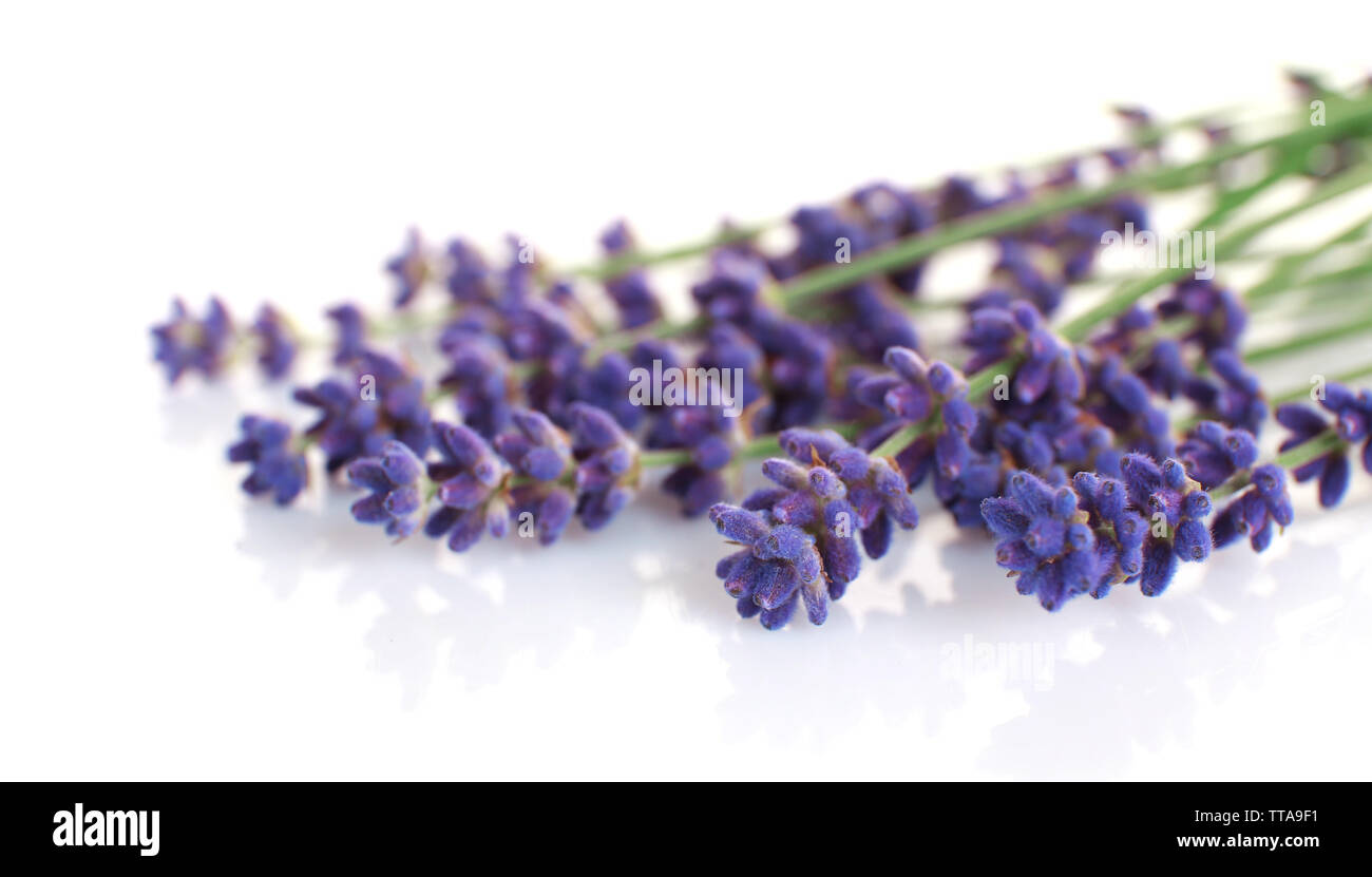 Lavender flowers isolated on white Stock Photo - Alamy