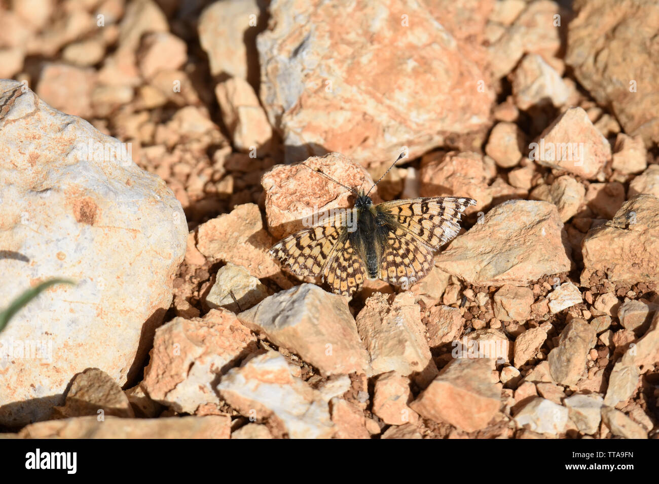 Butterfly camouflage on ground Stock Photo - Alamy