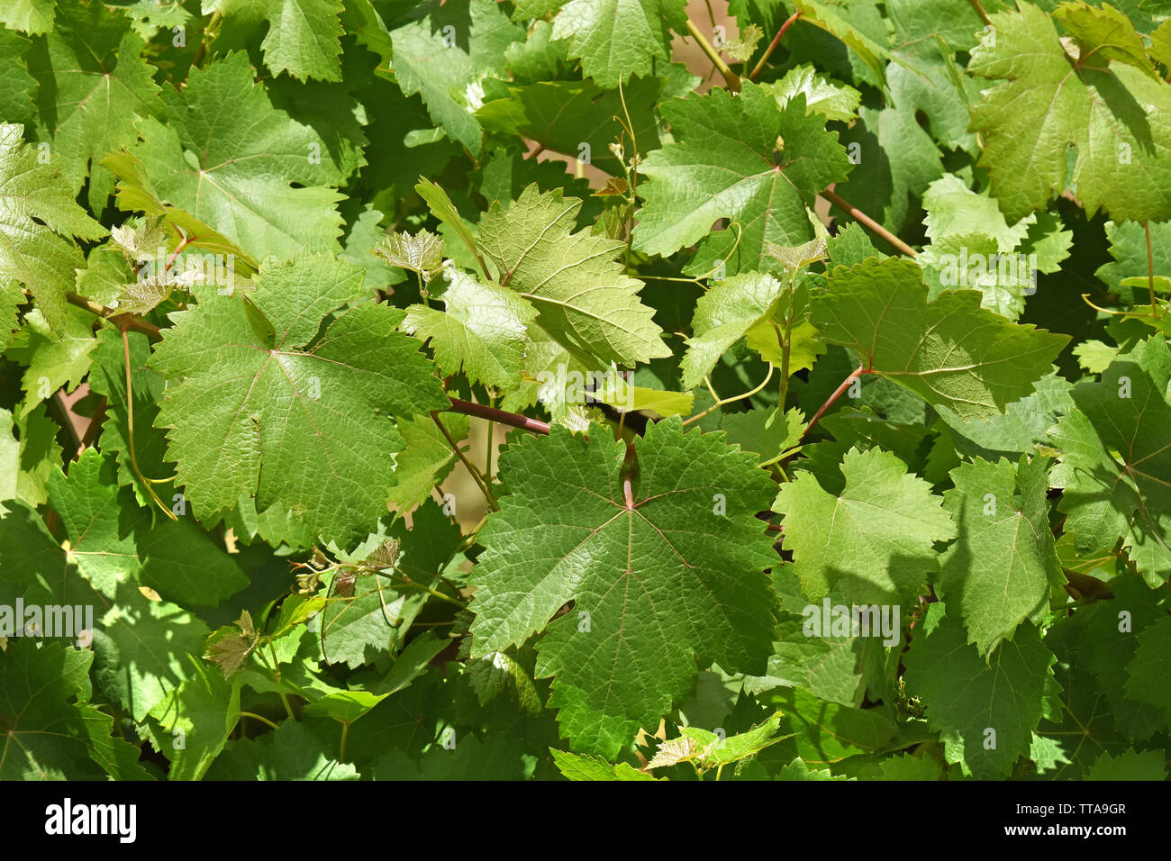 Vine leaves summer rain hi-res stock photography and images - Alamy