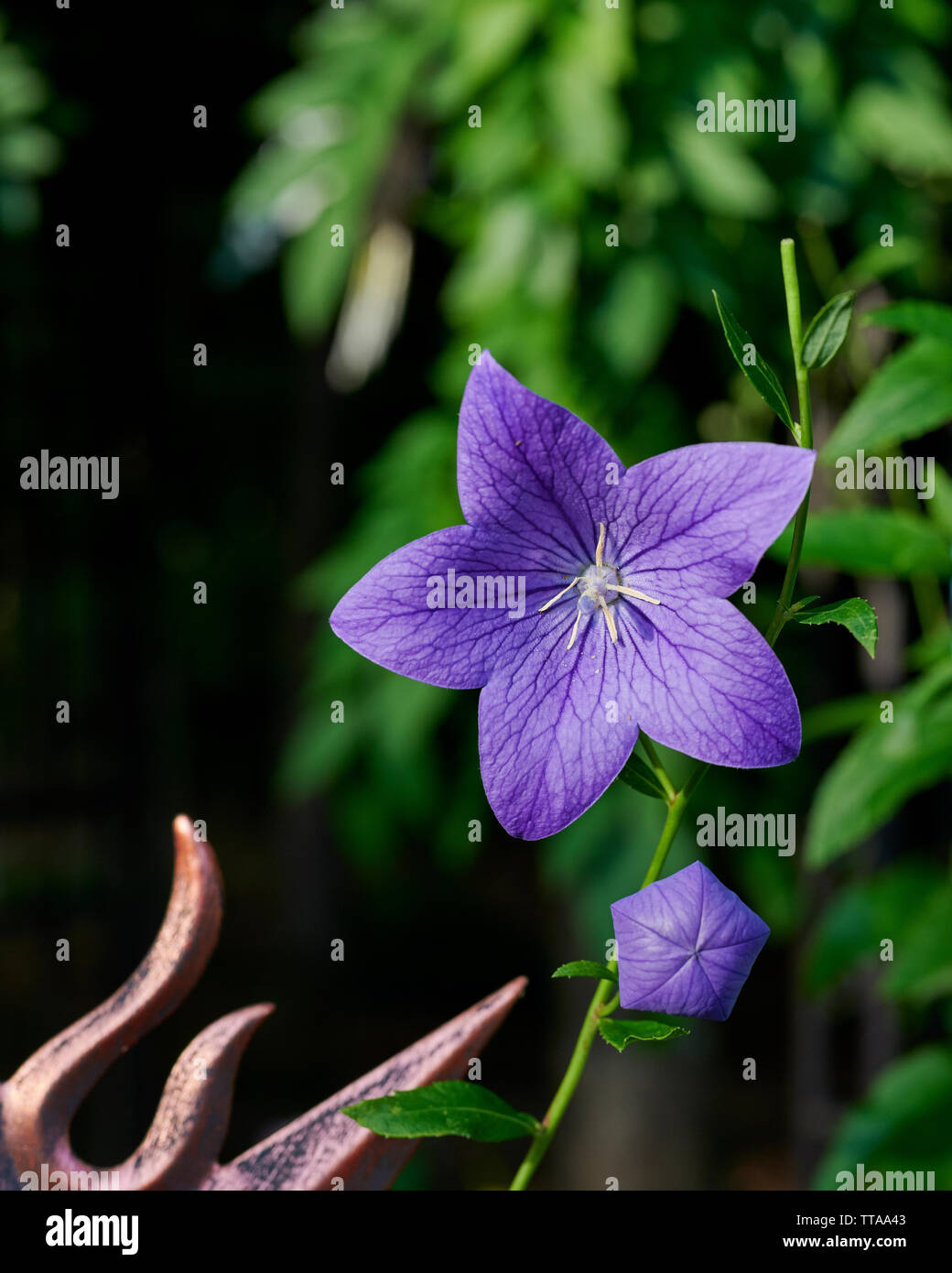 Blue platycodon grandifiorus hi-res stock photography and images - Alamy