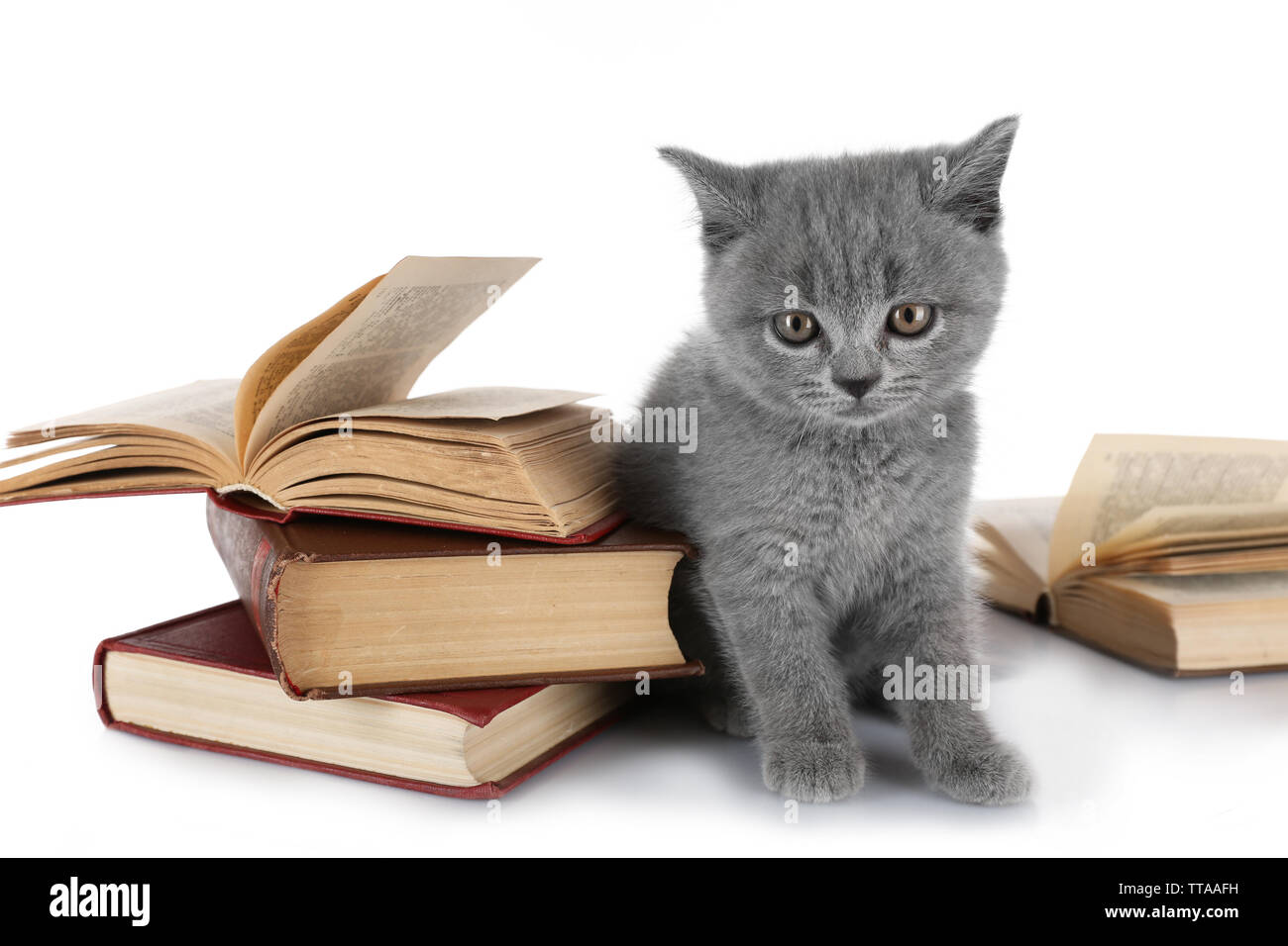 Cute gray kitten with pile of books isolated on white Stock Photo - Alamy