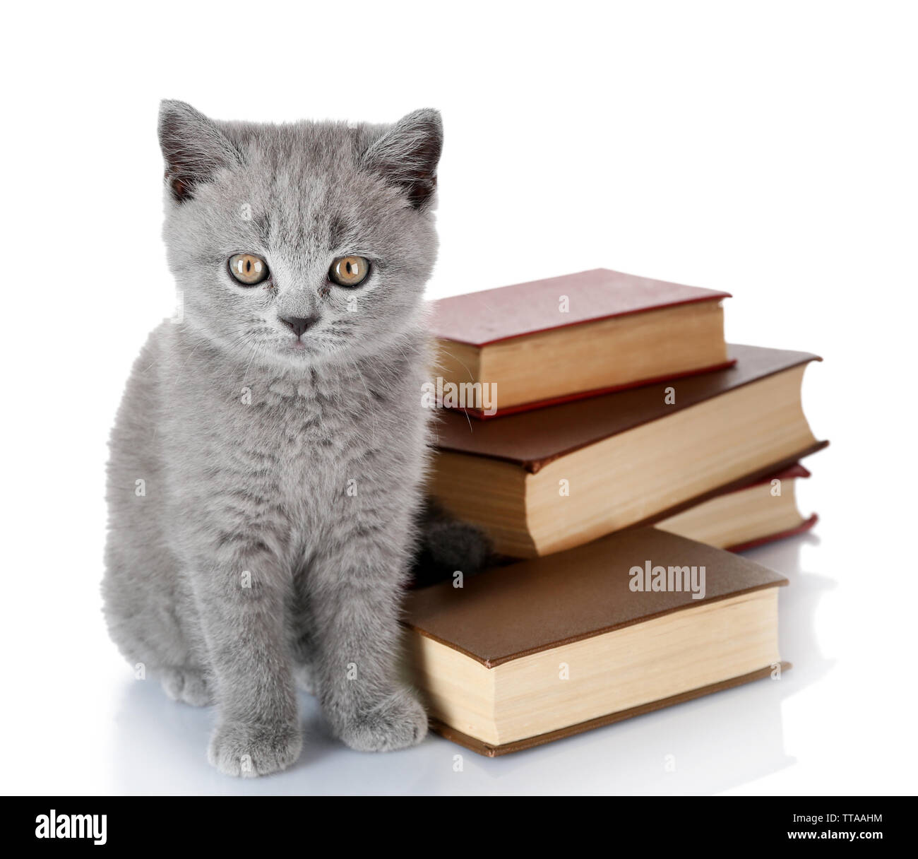 Cute gray kitten with stack of books isolated on white Stock Photo - Alamy