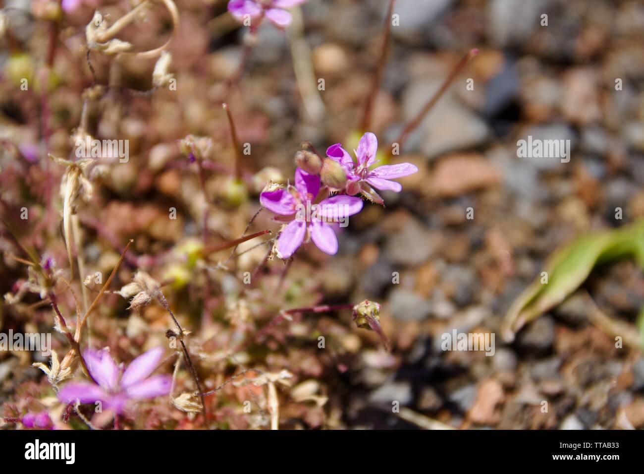 Common storks bill erodium cicutarium redstem hi-res stock photography ...