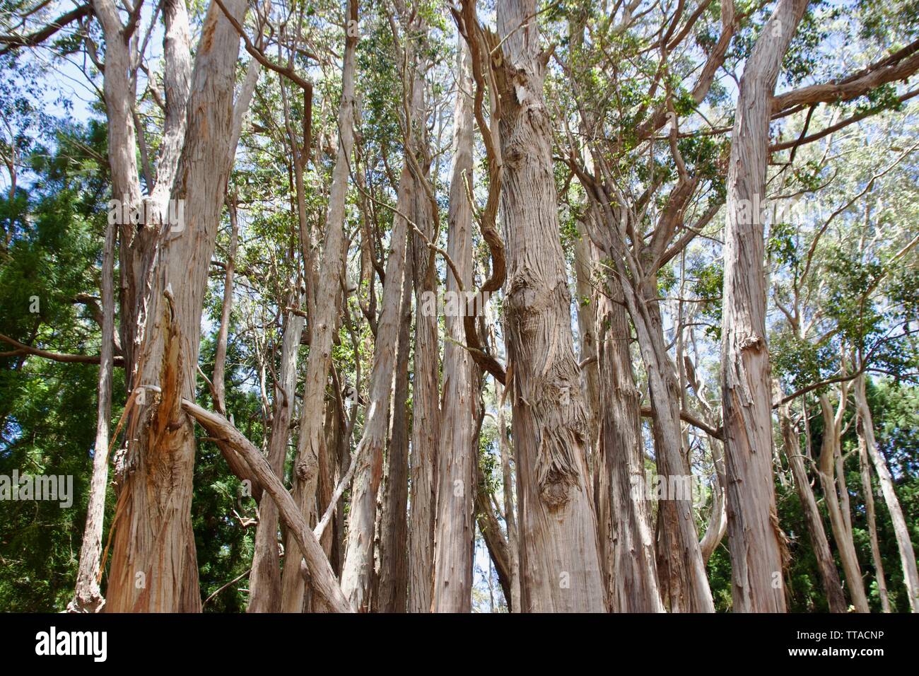 Eucalyptus obliqua, commonly known as brown top stringbark, messmate ...