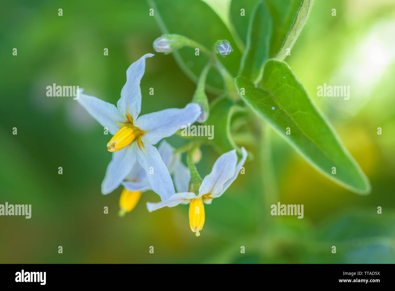 American black nightshade, Solanum americanum, Point Reyes National ...