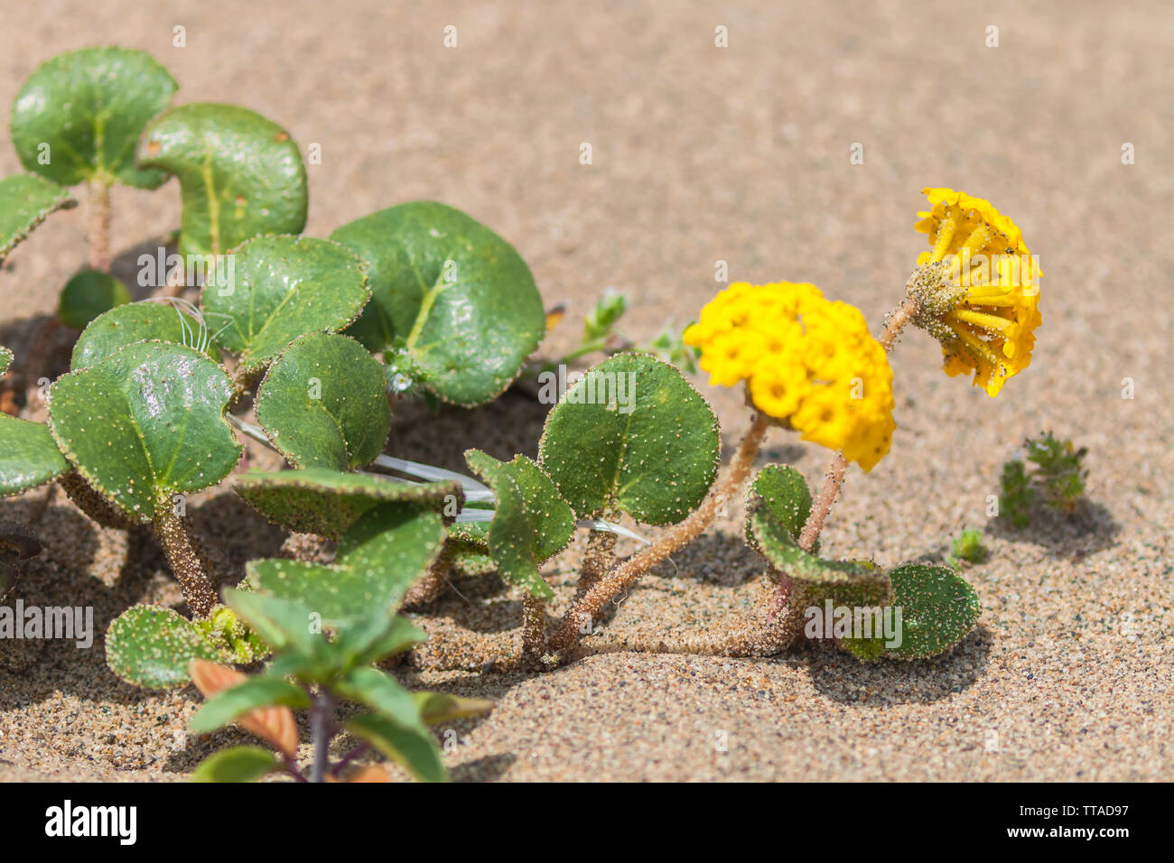 Yellow Sand Verbena (Abronia latifolia), Point Reyes National Seashore ...
