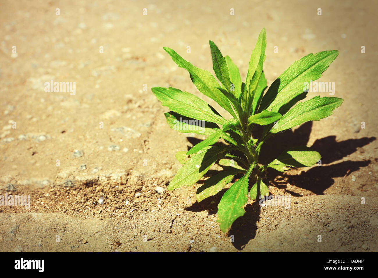 Plant growing through pavement Stock Photo - Alamy