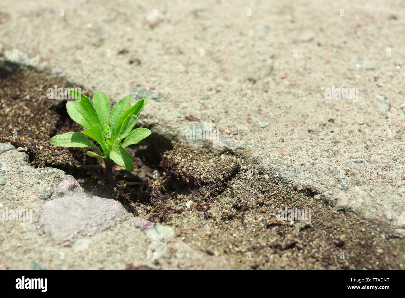 Growing Through Pavement High Resolution Stock Photography and Images ...