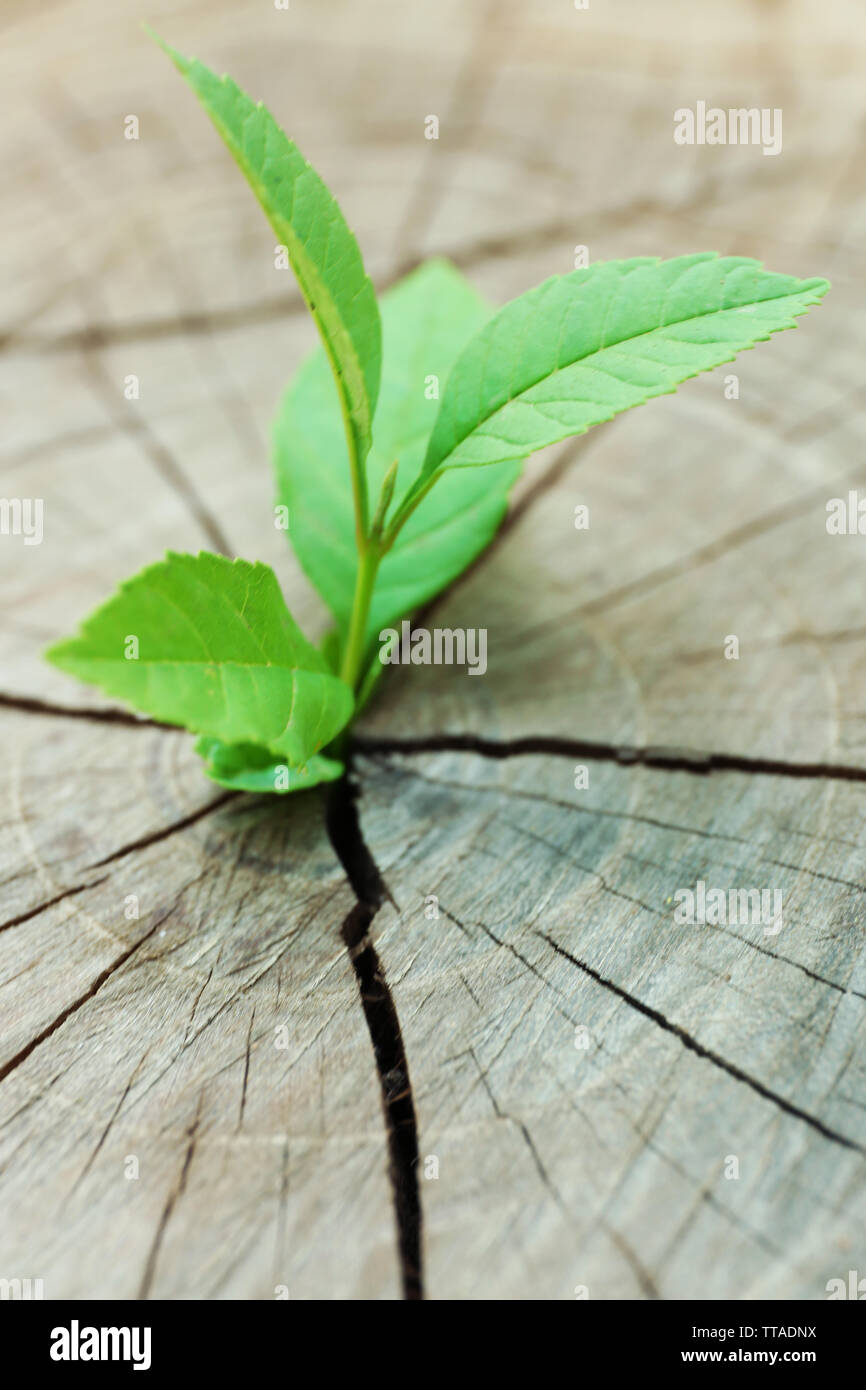 Plant growing through trunk of tree Stock Photo - Alamy