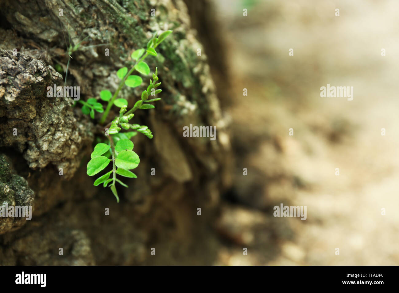 Plant growing through trunk of tree Stock Photo - Alamy