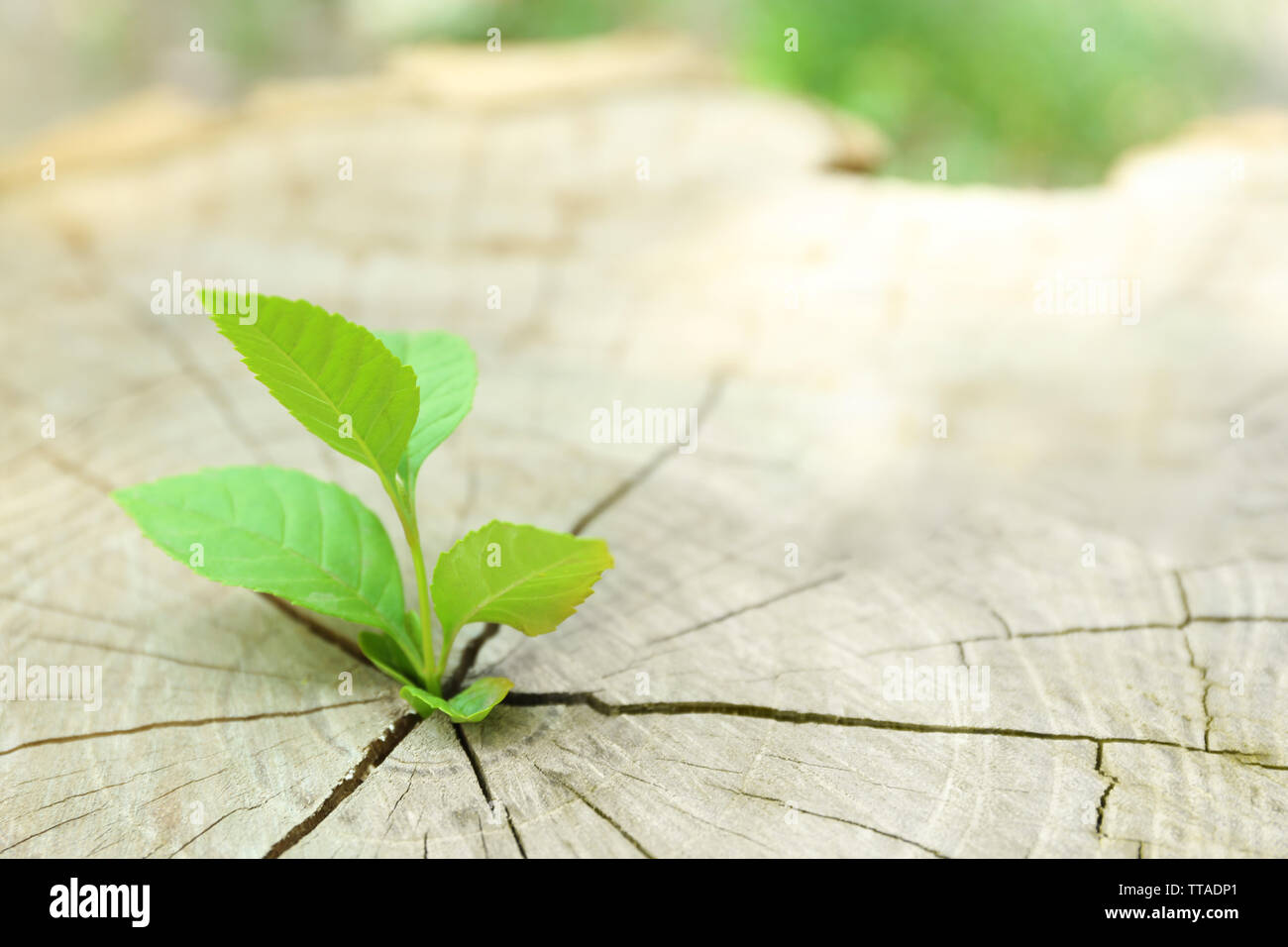 Plant growing through trunk of tree Stock Photo - Alamy