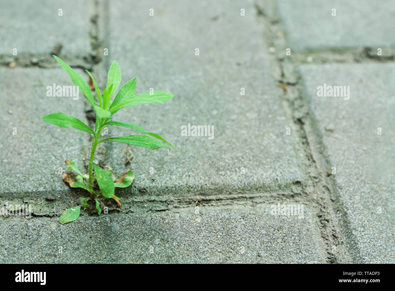 Plant growing through pavement Stock Photo - Alamy