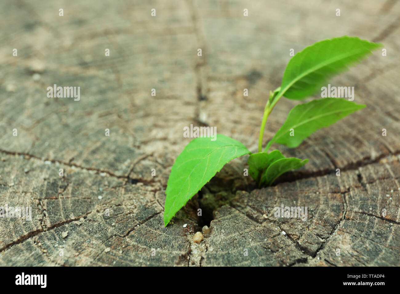 Plant growing through trunk of tree Stock Photo - Alamy